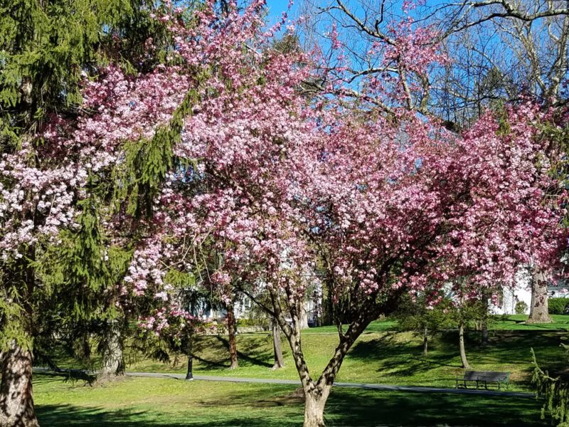 Trails & Trees - Grover Cleveland Park Conservancy