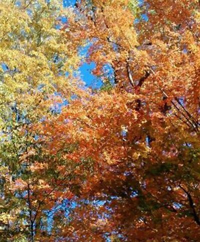 Trails & Trees - Grover Cleveland Park Conservancy